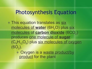 Process of photosynthesis science by Hadia Abaid 7G1.pptx