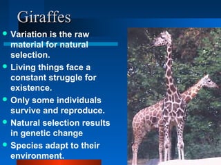 Process of speciation | PPT