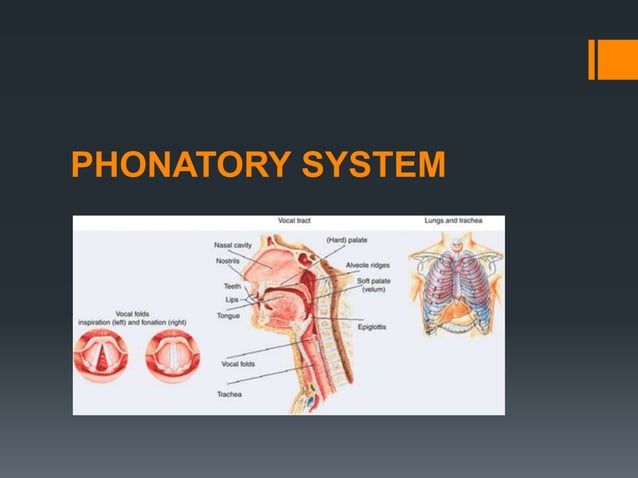 Process of speech production.pptx