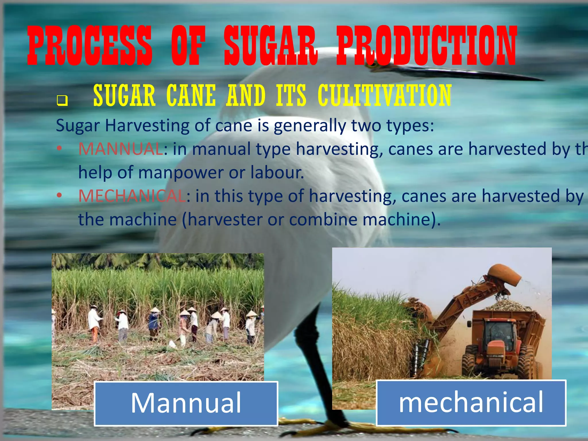 Process of sugar production from sugarcane - sugar factory | PDF