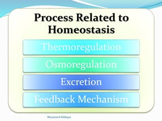 Process related to homeostasis | PPTX
