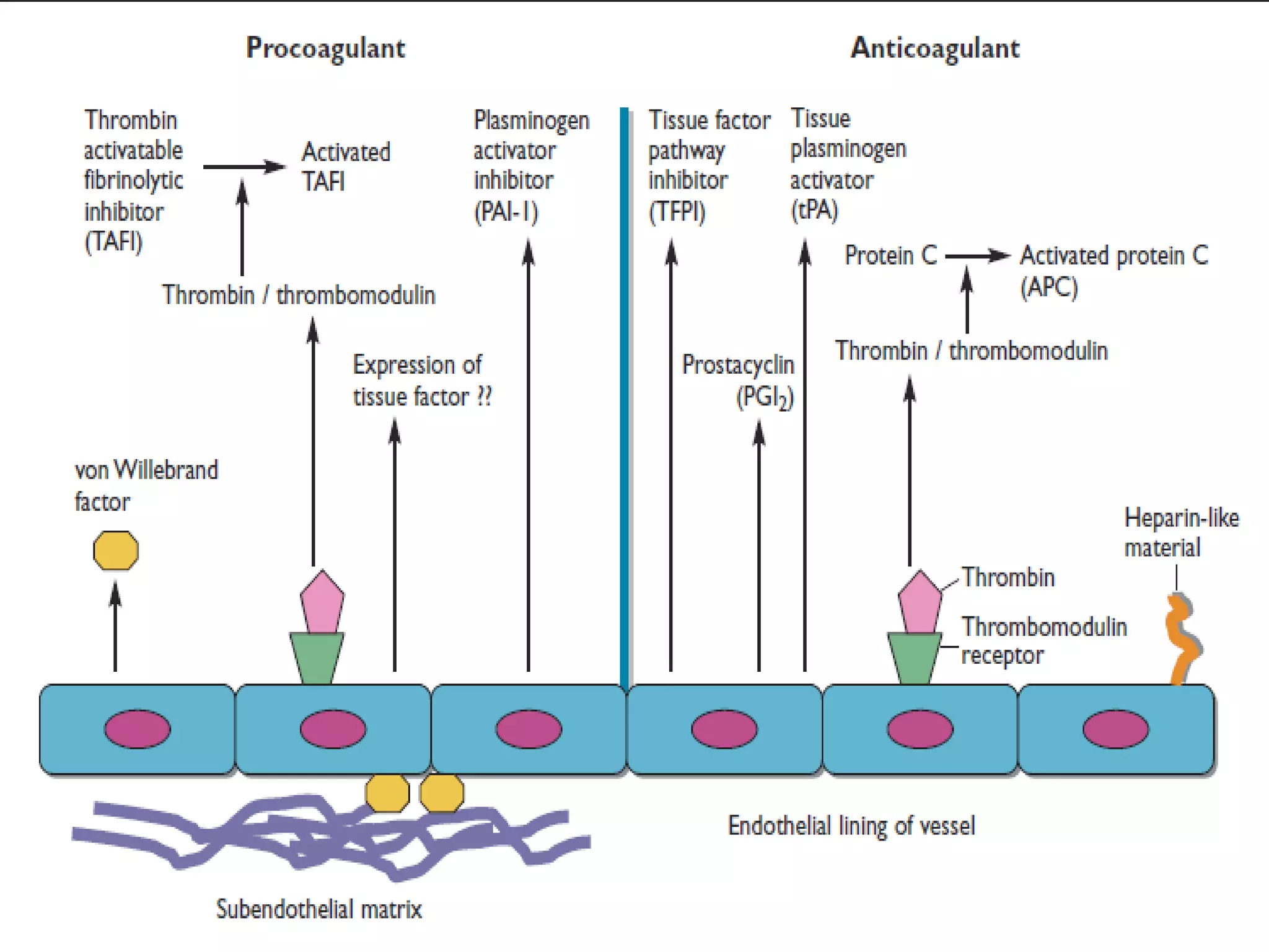 Procoagulant disorders in neonates (Updated) | PPT
