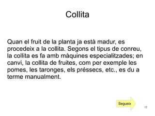 Procés d'obtenció de l'oli d'oliva | ODP