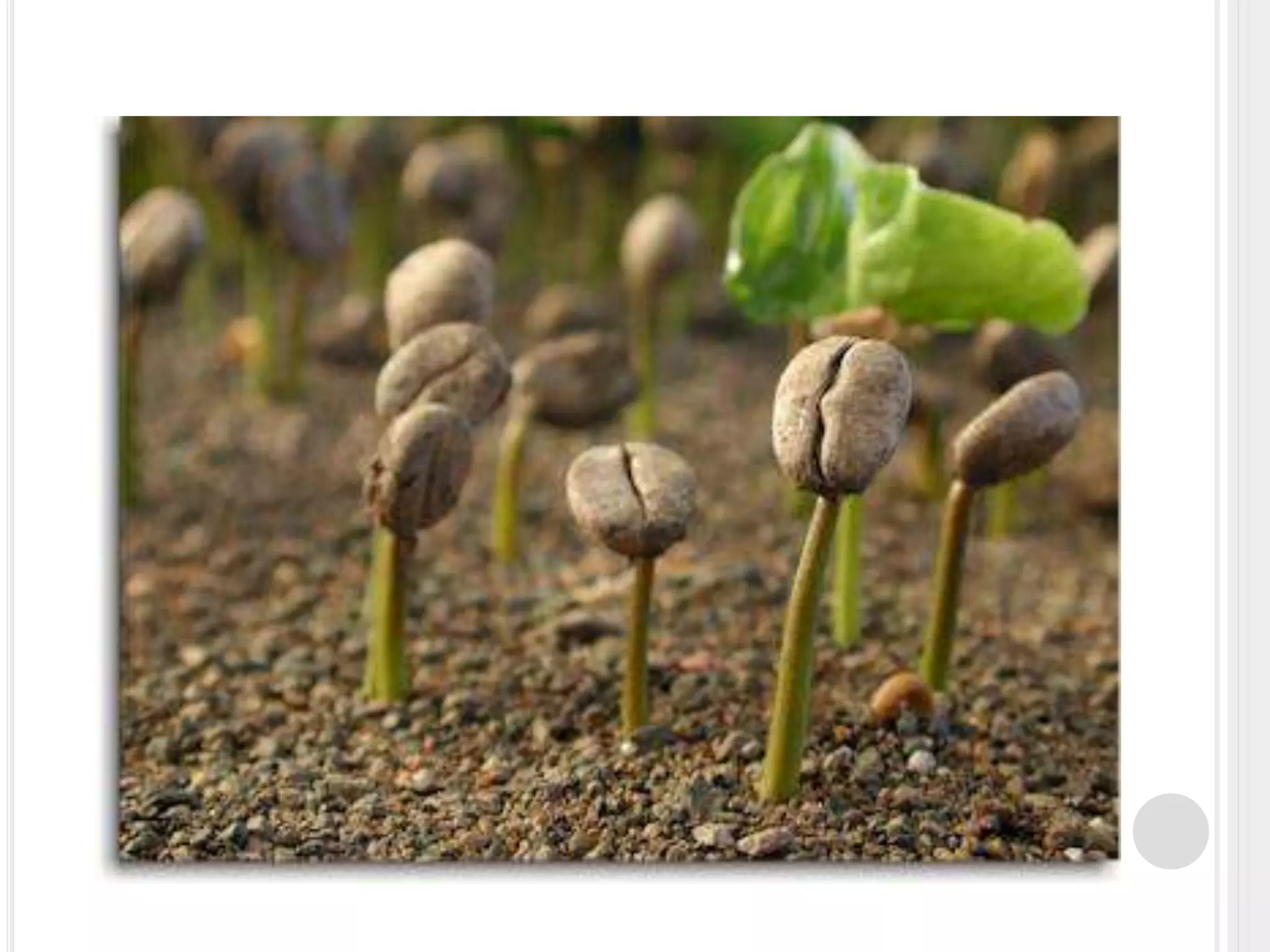 PRODUTION TECHNOLOGY OF COFFEE | PPTX