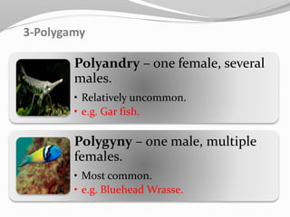 reprodective in fish 2019 | PPTX
