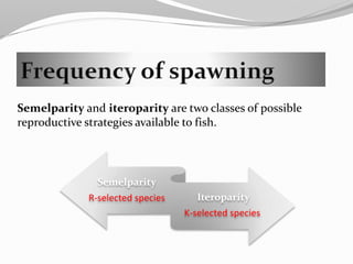 reprodective in fish 2019 | PPTX