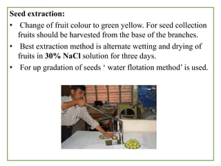 SEED PRODUCTION TECHNOLOGY OF PAPAYA, JAMUN AND AONLA | PPTX
