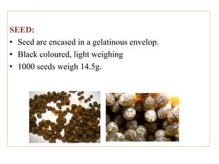 SEED PRODUCTION TECHNOLOGY OF PAPAYA, JAMUN AND AONLA | PPTX