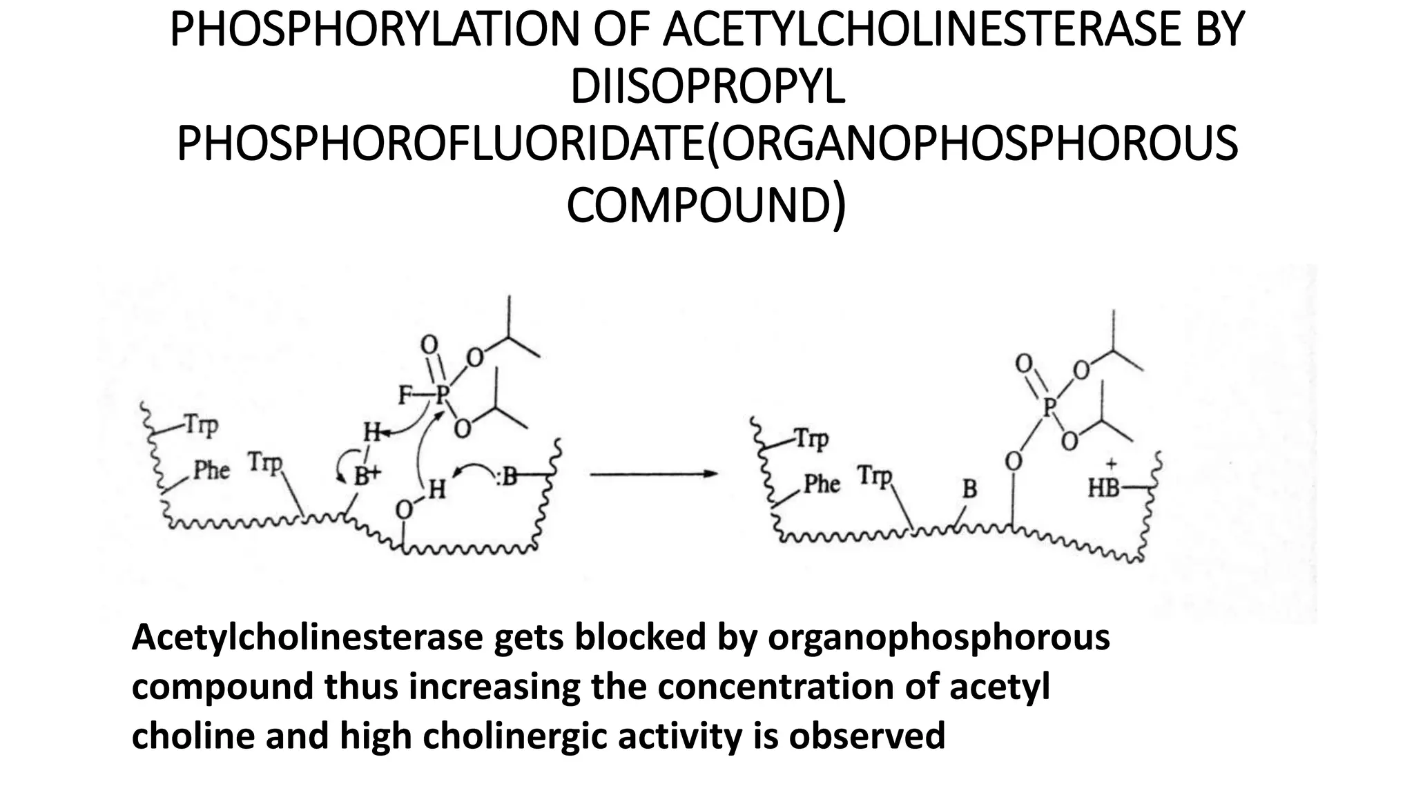 BIOPRECURSOR PRODRUGS | PPTX