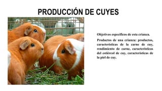 PRODUCCIÓN DE CUYES, sus generalidades y productos obtenidos de la ...