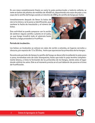 Producción de hongo seta 1 | PDF