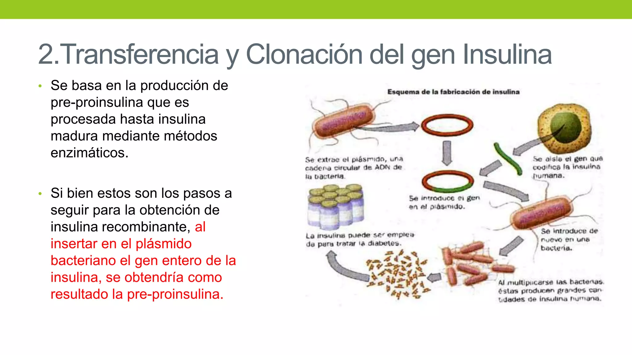 Producción De Insulina A Partir De Organismos Bacterianos – TSQK