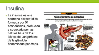 Producción de insulina a partir de organismos bacterianos | PPT