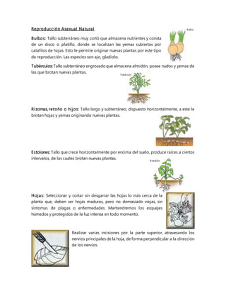 Producción de plantas ornamentales | DOCX
