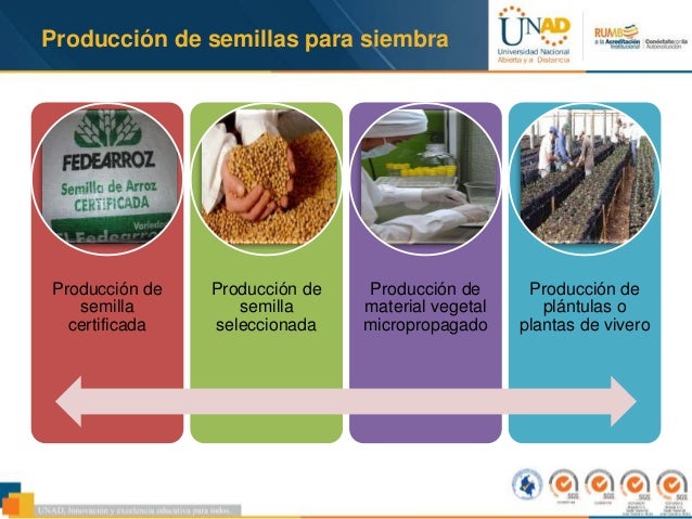 Producción de semillas bajo la resolución ica 3168 de 2105