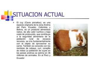 Produccion De Cuyes | PPT