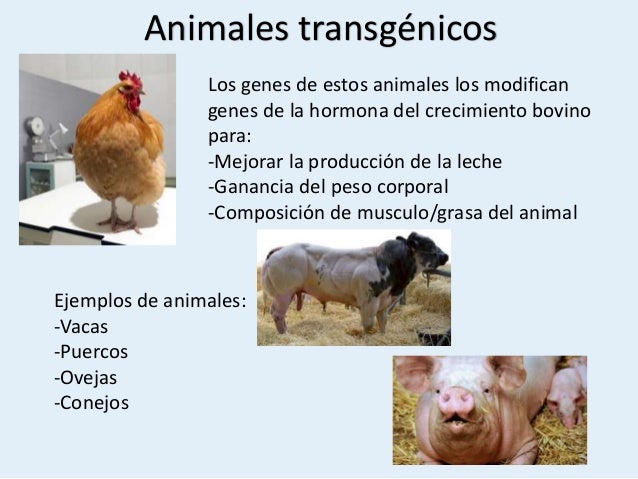 Produccion de plantas y animales-transgenicos