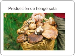 Producción de hongo seta | PPTX