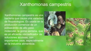Produccion del Xantano.pptx