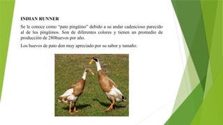 PRODUCCION DE PATO en el pais de bolivia.pptx
