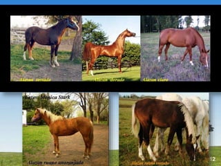 Produccion equina | PPTX