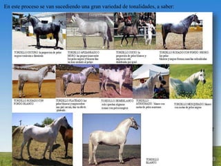 Produccion equina | PPTX