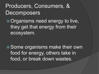 Producers | PPTX | Biological Sciences | Science