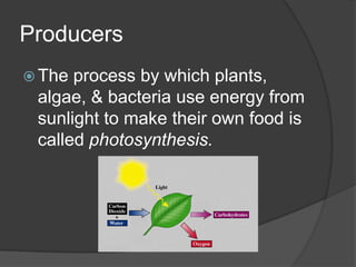 Producers | PPTX | Biological Sciences | Science