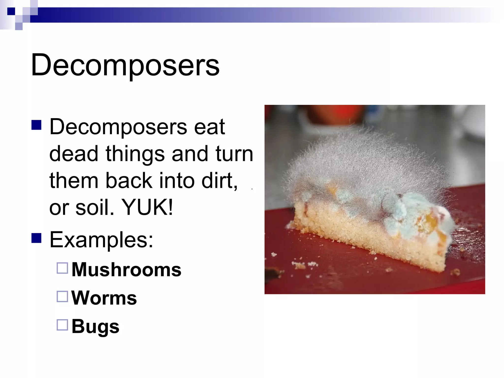 Producers, Consumers, And Decomposers | PPT