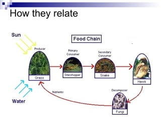 Producers Consumers And Decomposers Diagram