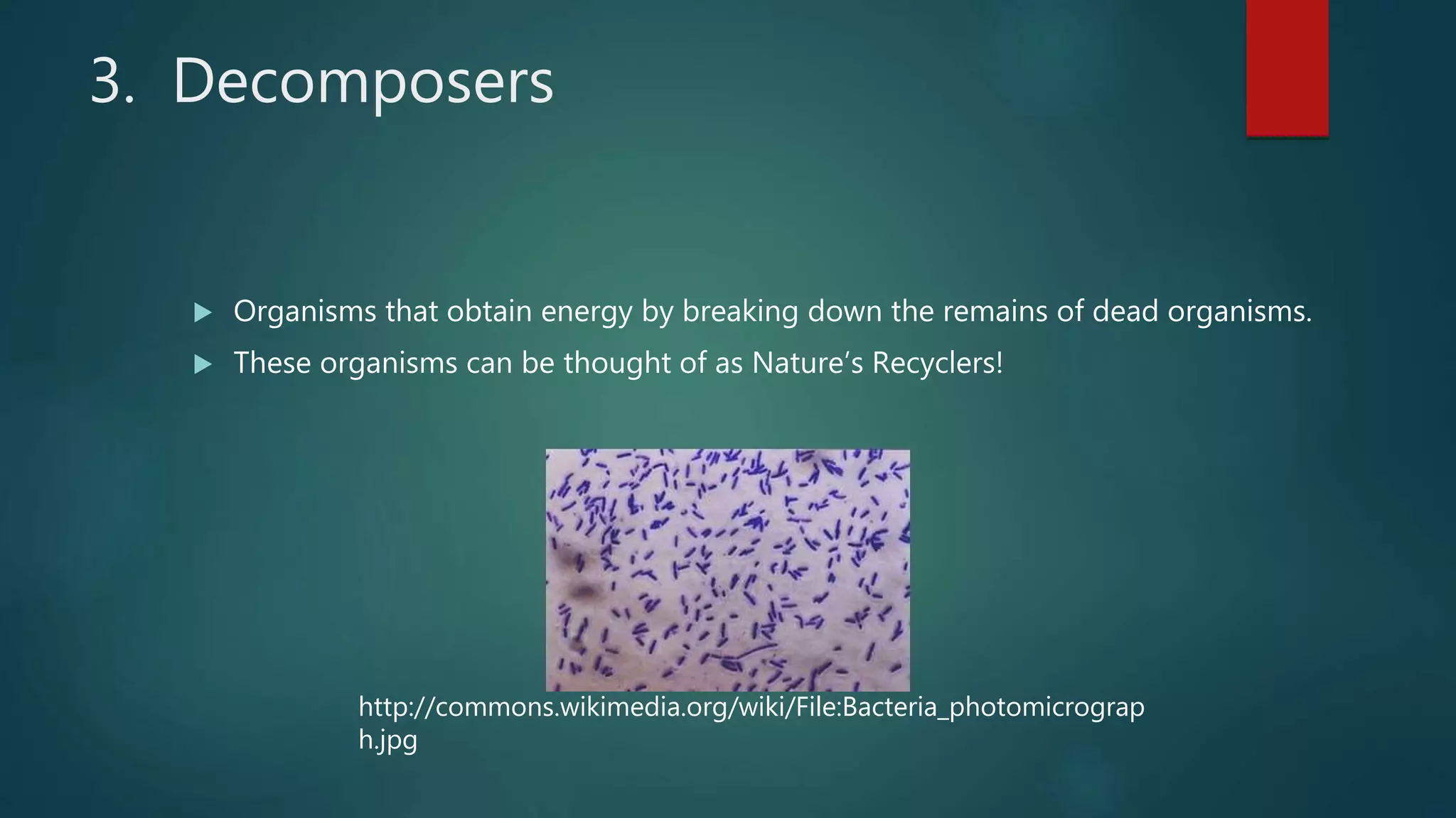 Producers Consumers and Decomposers | PPTX