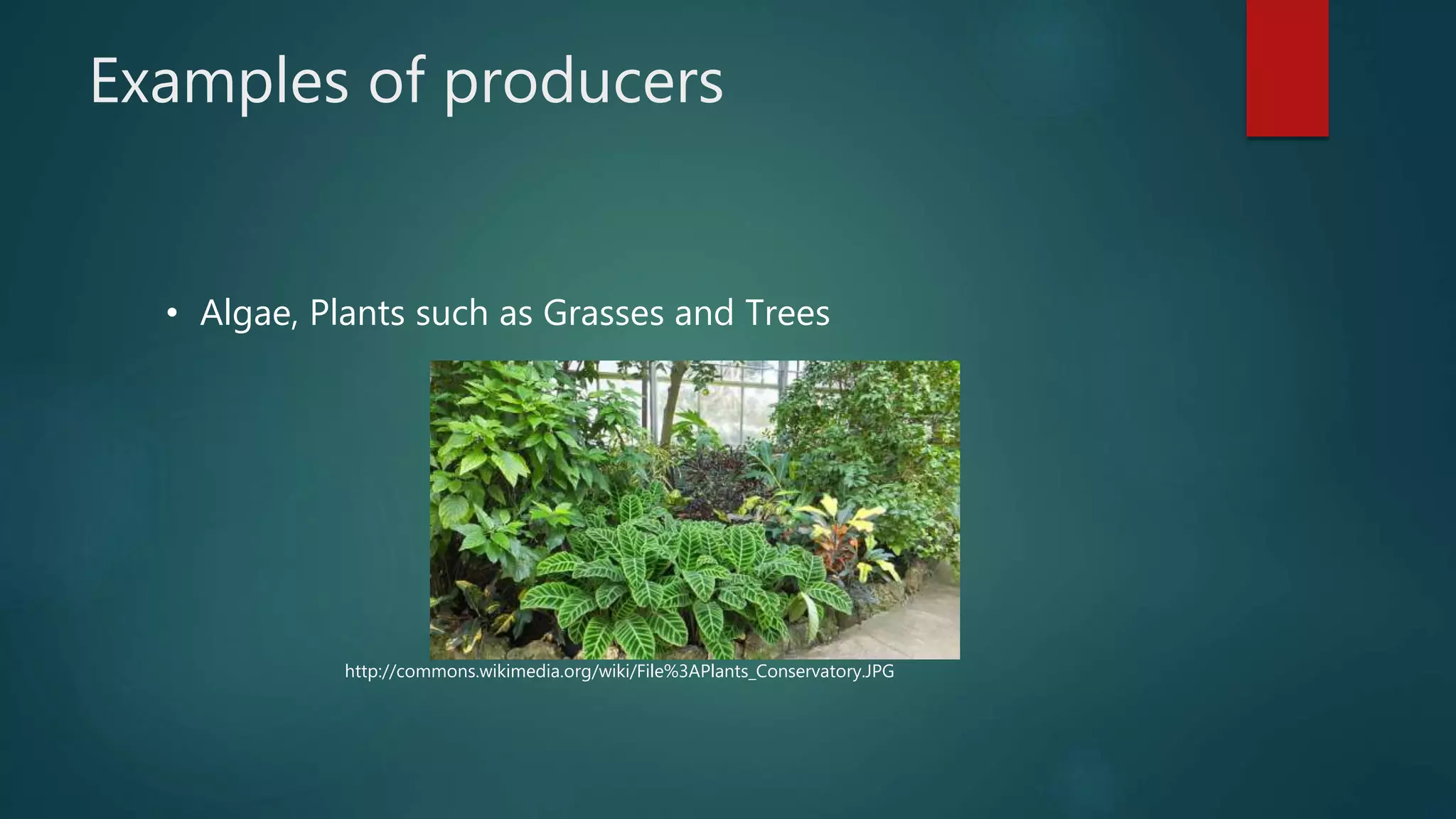 Producers Consumers and Decomposers | PPTX