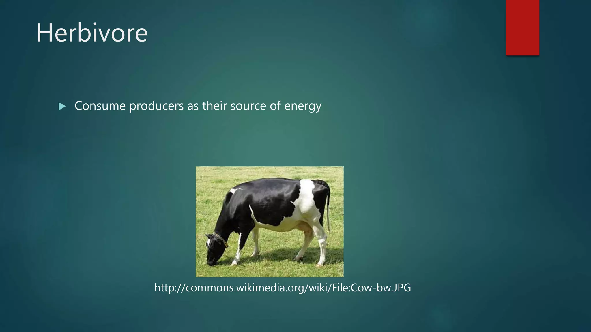 Producers Consumers and Decomposers | PPTX