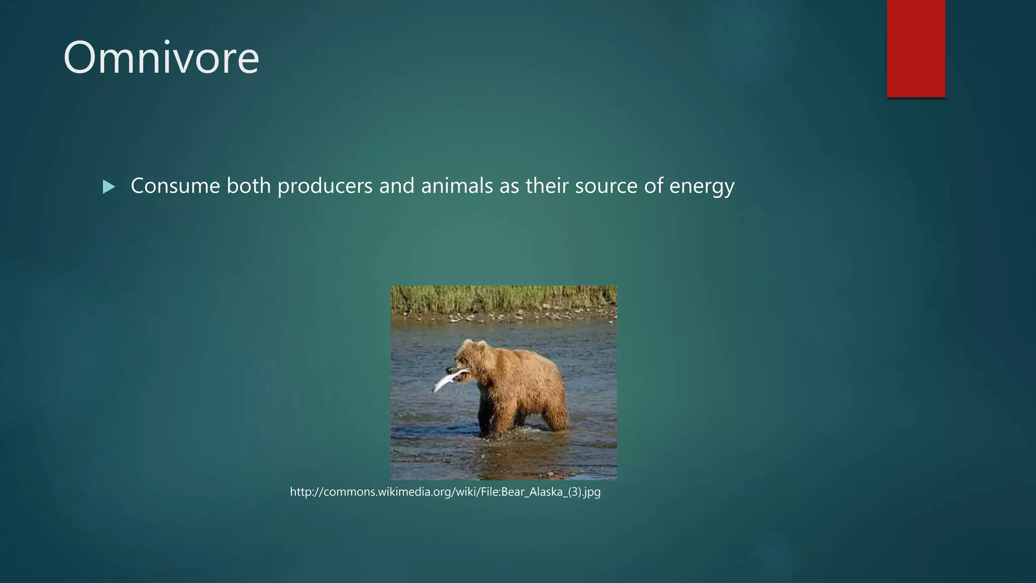 Producers Consumers and Decomposers | PPTX