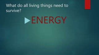 Producers Consumers and Decomposers | PPTX