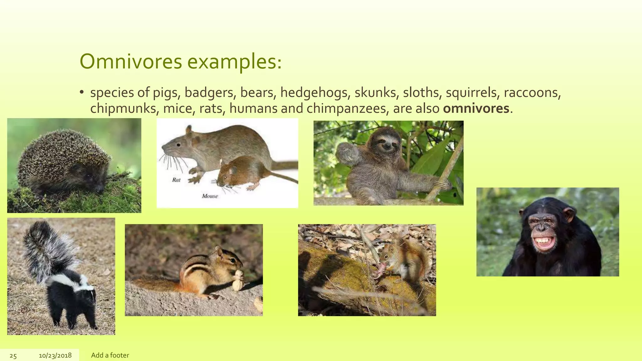 Producers,consumers and omnivores | PPTX