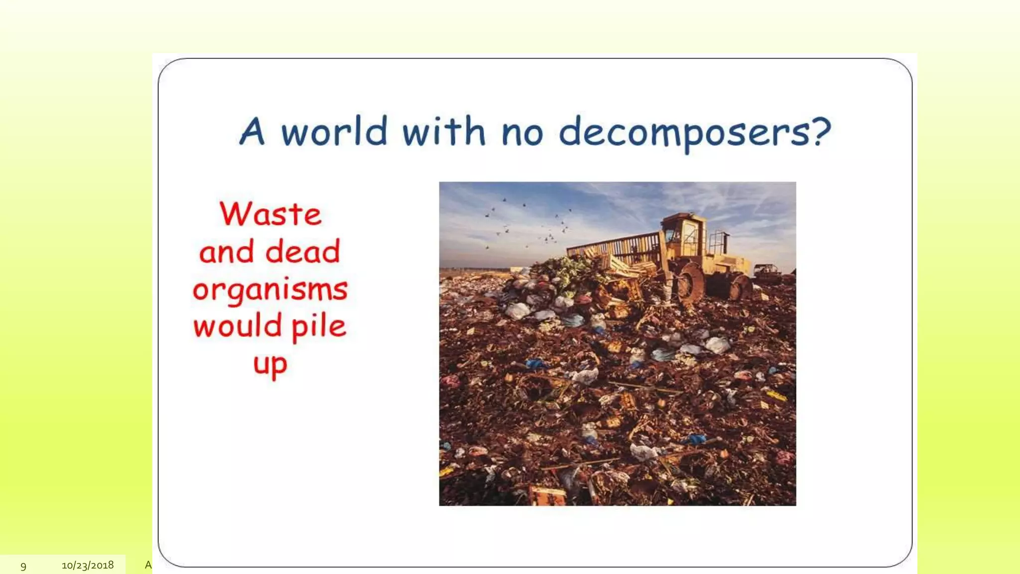 Producers,consumers and omnivores | PPTX