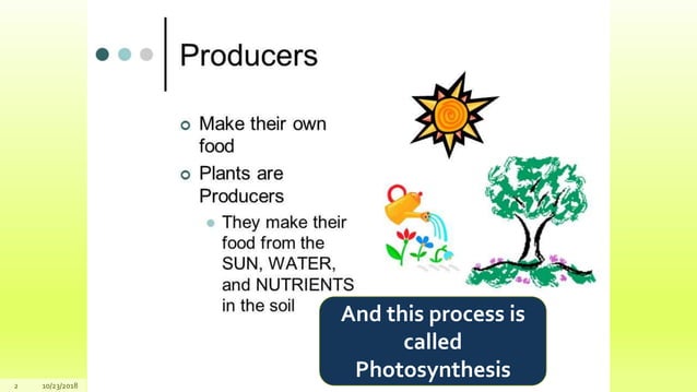 Producers,consumers and omnivores | PPTX | Biological Sciences | Science