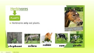 Producers,consumers and omnivores | PPTX