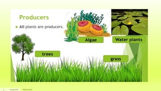 Producers,consumers and omnivores | PPTX