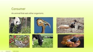 Producers,consumers and omnivores | PPTX