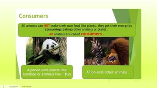 Producers,consumers and omnivores | PPTX
