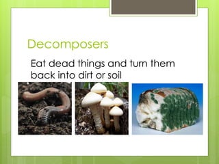 Producers Science Examples