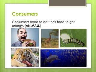 Consumers Science Examples