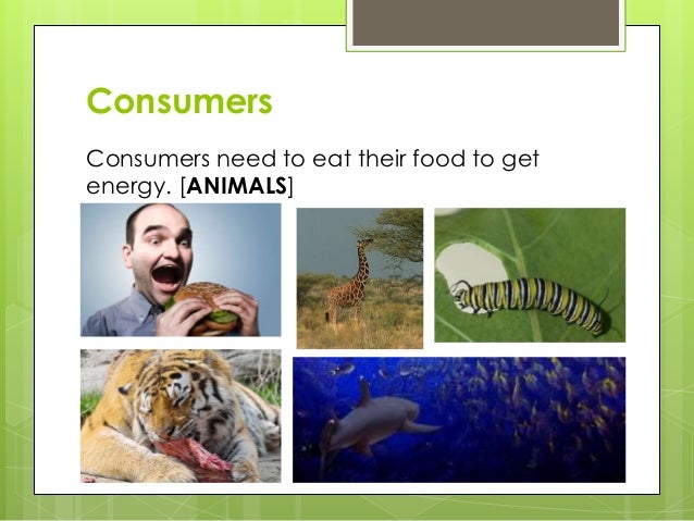 Consumers Science Examples What Is A Food Chain? | Animal Food Chain
