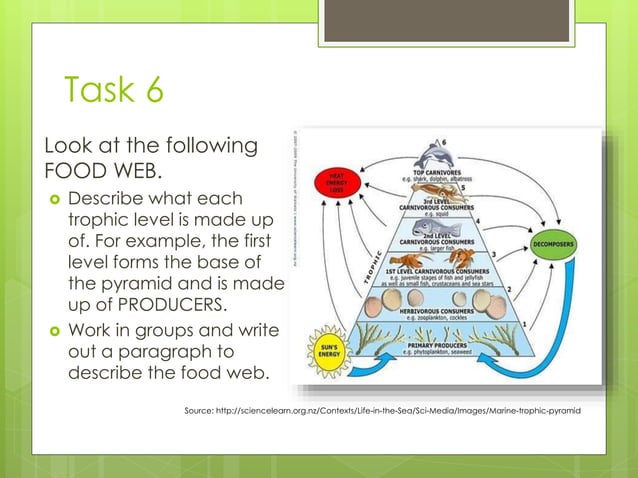 Producers consumers food chains food webs | PPT