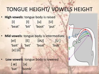 Producing vowels | PPTX