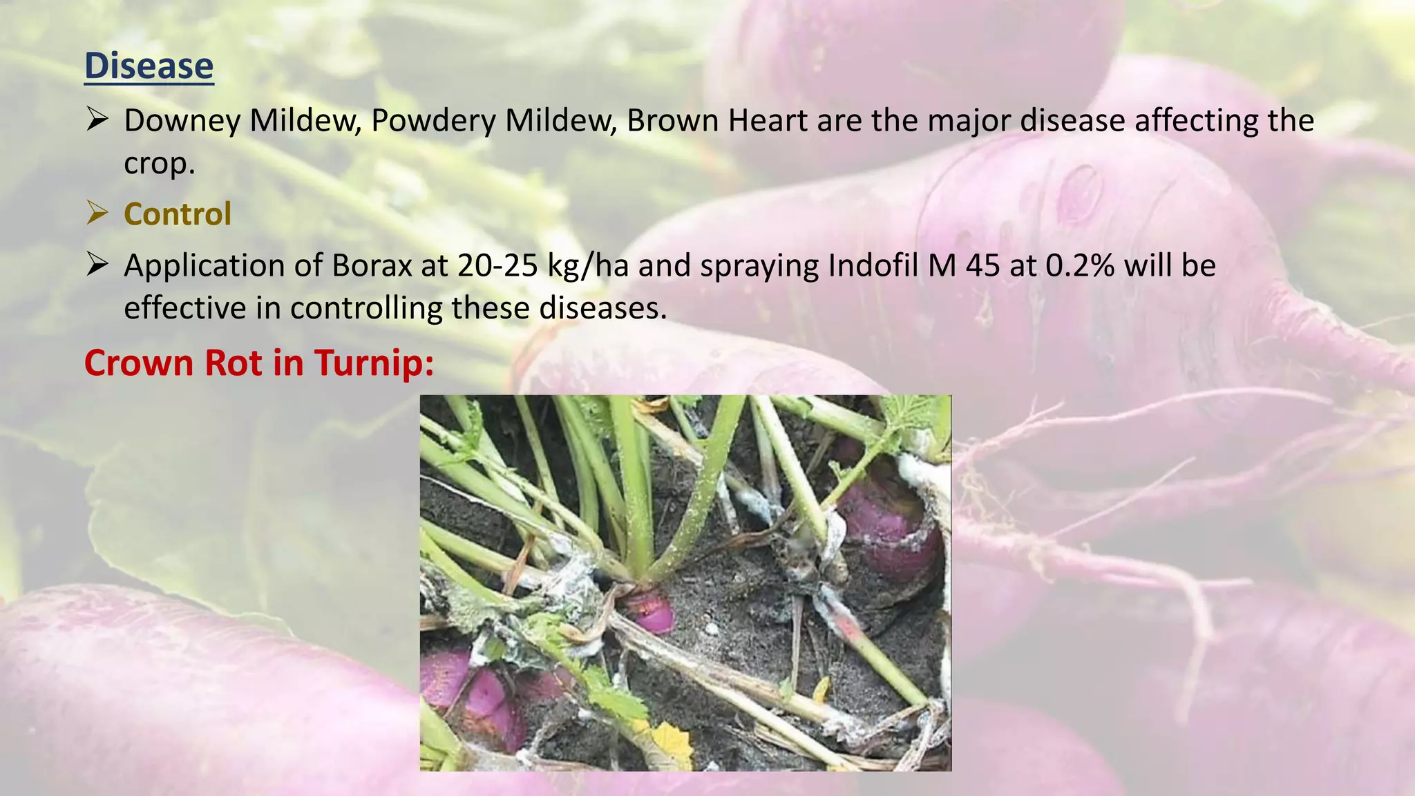 Producion technology of turnip | PPTX