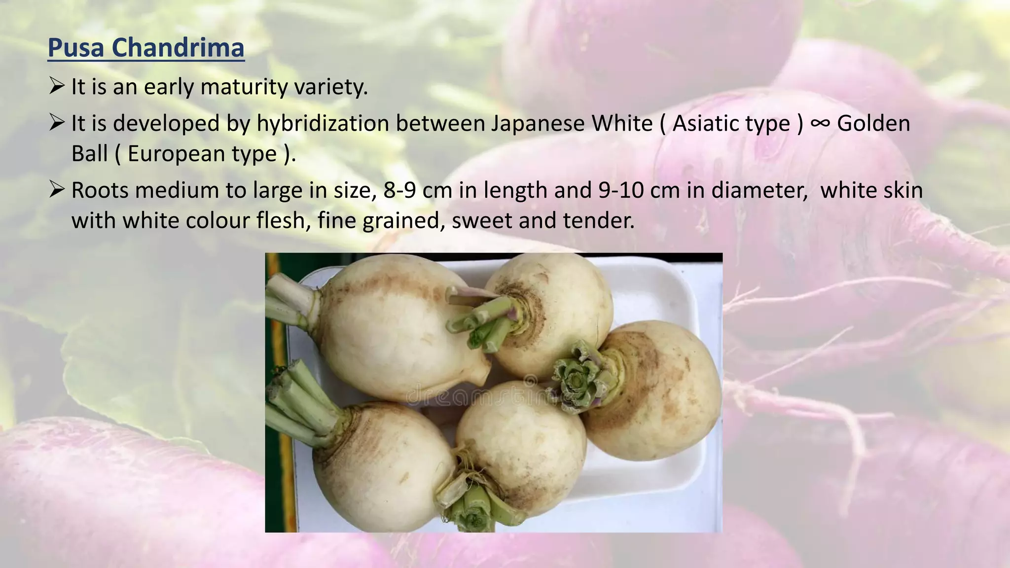 Producion technology of turnip | PPTX