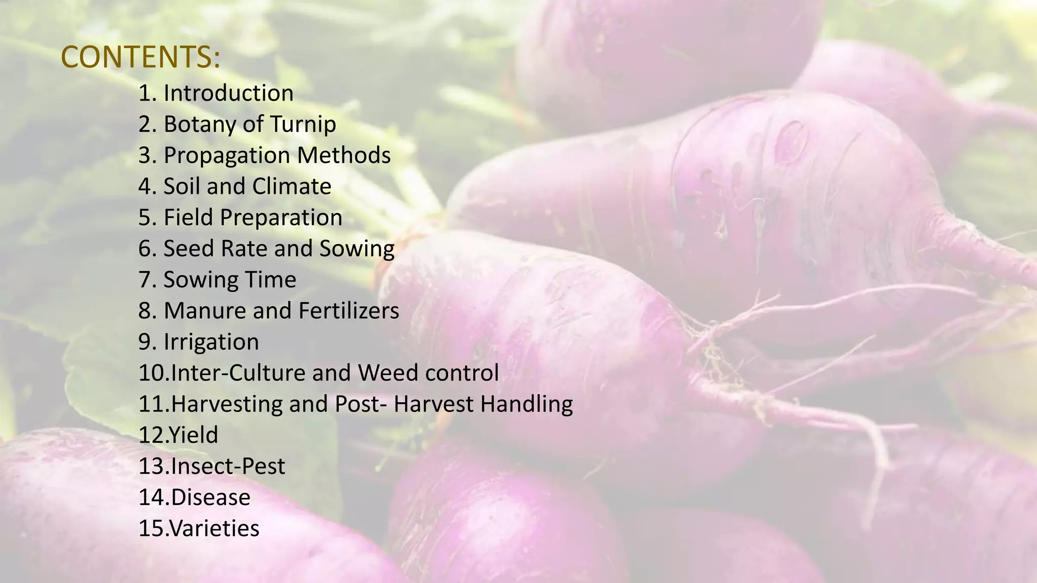 Producion technology of turnip | PPTX